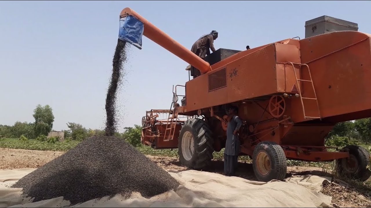 sunflower harvesting machine - YouTube