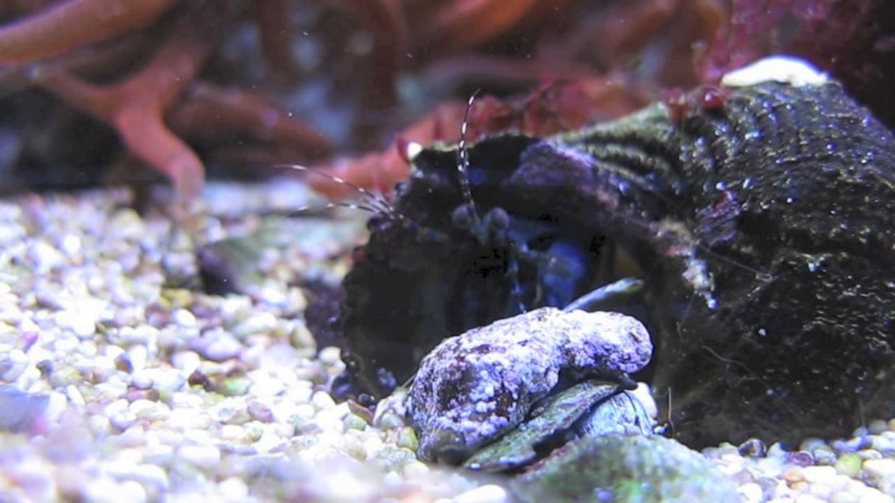 Blue mantis shrimp Gonodactylus or Haptosquilla sp. (Pt. II) - YouTube