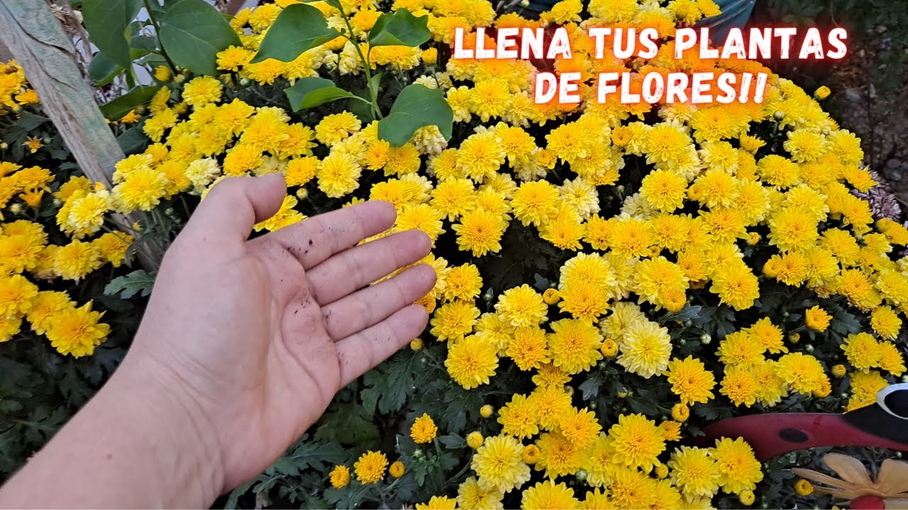 COMO CUIDAR los CRISANTEMOS para que se LLENEN de FLORES | PLANTAS ...