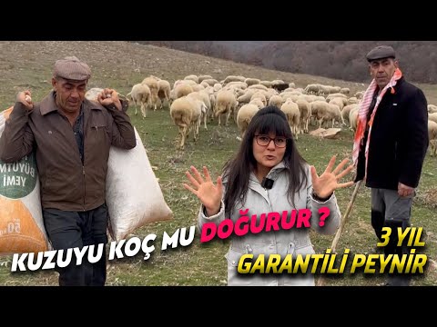 KUZUYU KOÇ MU DOĞURUR? YÜZLERCE HAYVANLA ÇİFTLİKTE YAŞIYORLAR! 3 YIL GARANTİLİ PEYNİR  @Dagdayasam