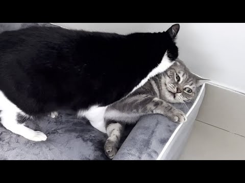 Crazy Hyper Cat - YouTube