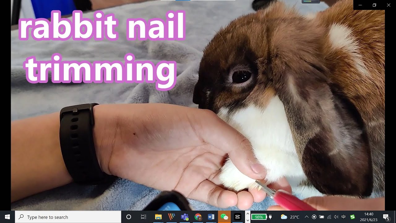 How Betty trim bunny's nails / Betty 如何给兔子剪指甲 - YouTube