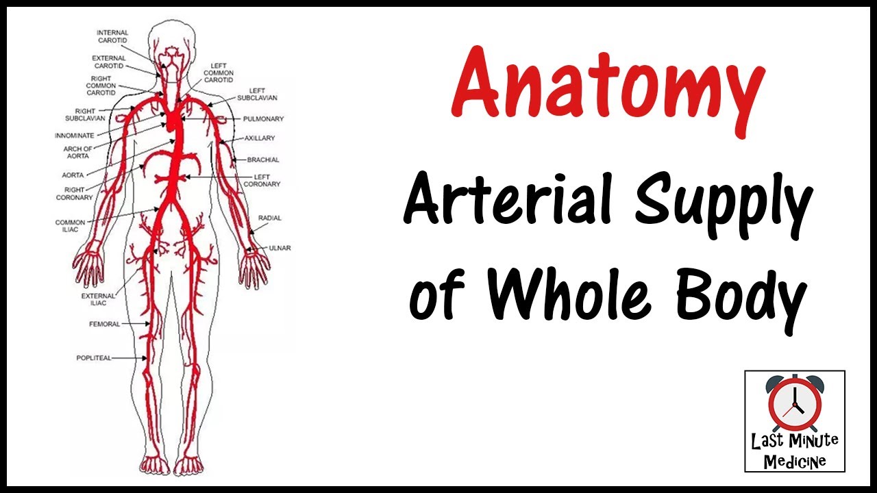 COMPLETE Arterial Supply of Whole Body | Anatomy | Last Minute Medicine ...