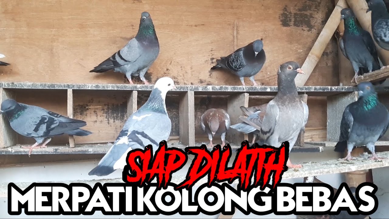 🔴MERPATI KOLONG BEBAS/TEAM KENWOOD/TEAM BARON/MERPATIKU/TEAM ELITE/NEW ...