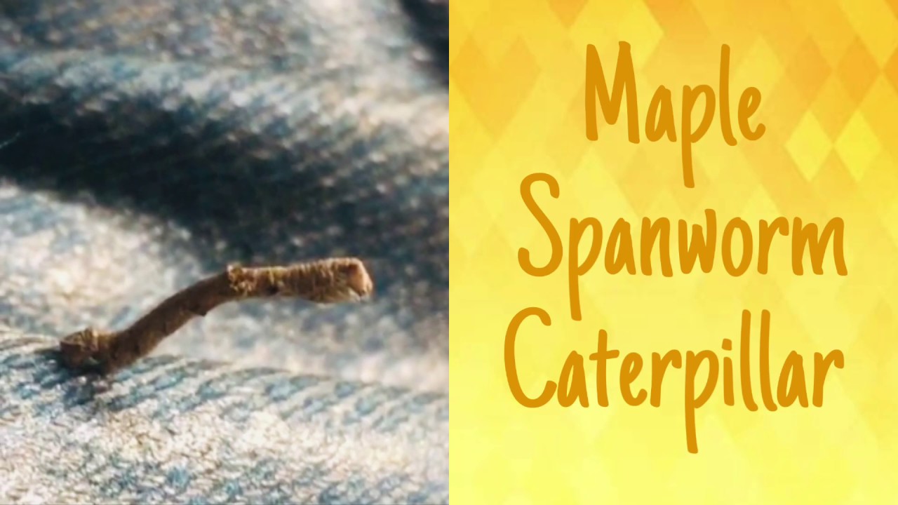 Maple Spanworm Caterpillar - YouTube