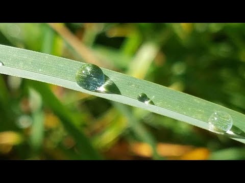 Grandiose Thinking: Daniel 4 - YouTube