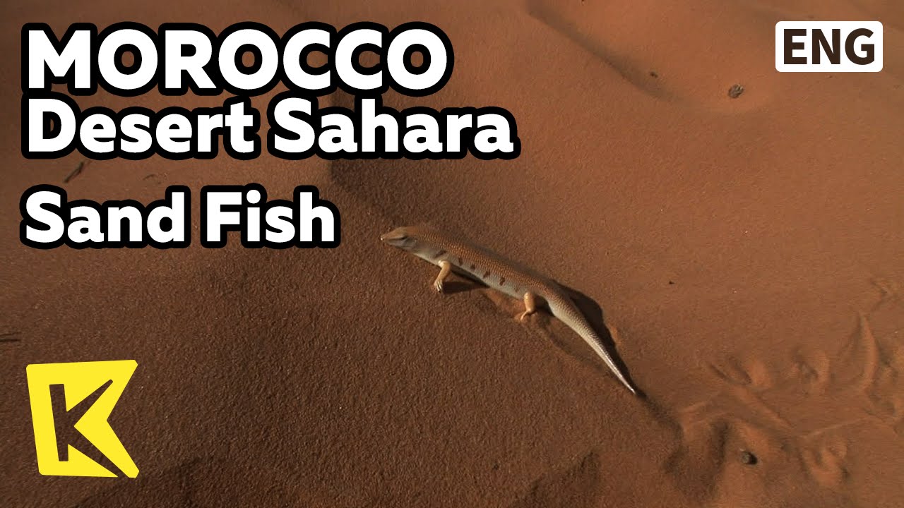【K】Morocco Travel-Desert Sahara[모로코 여행-사하라사막]사막의 물고기, 샌드피시/Sand Fish ...