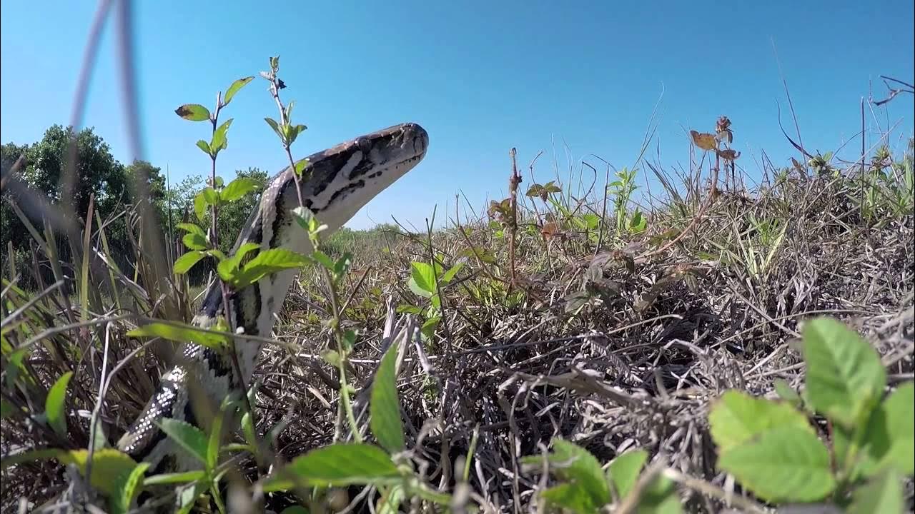 2016 Python Challenge - YouTube