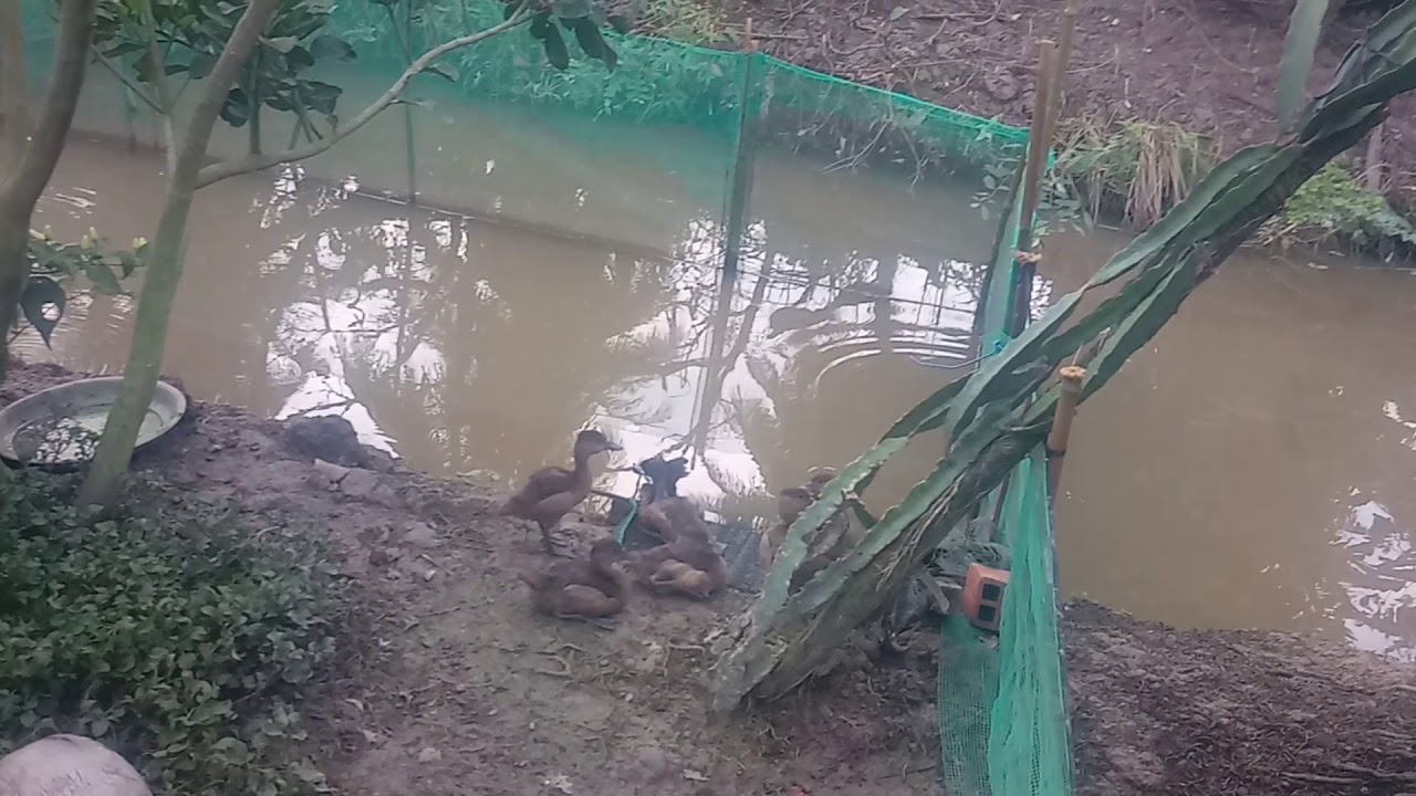 Cận cảnh Chim lele con vừa mới nở - YouTube