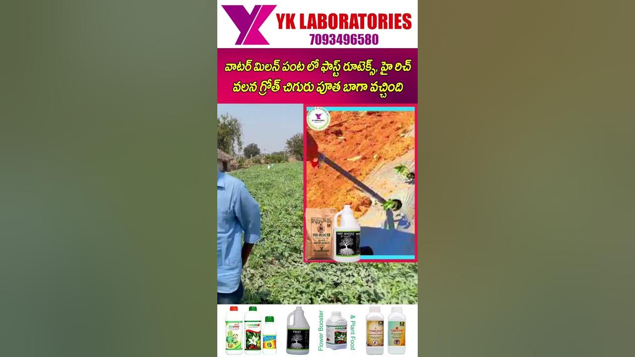 #WaterMelon వాటర్ మిలన్ పంట లో ఫాస్ట్ రూటెక్స్, హై రిచ్ వలన గ్రోత్ చిగురు పూత బాగా వచ్చింది | YK ...