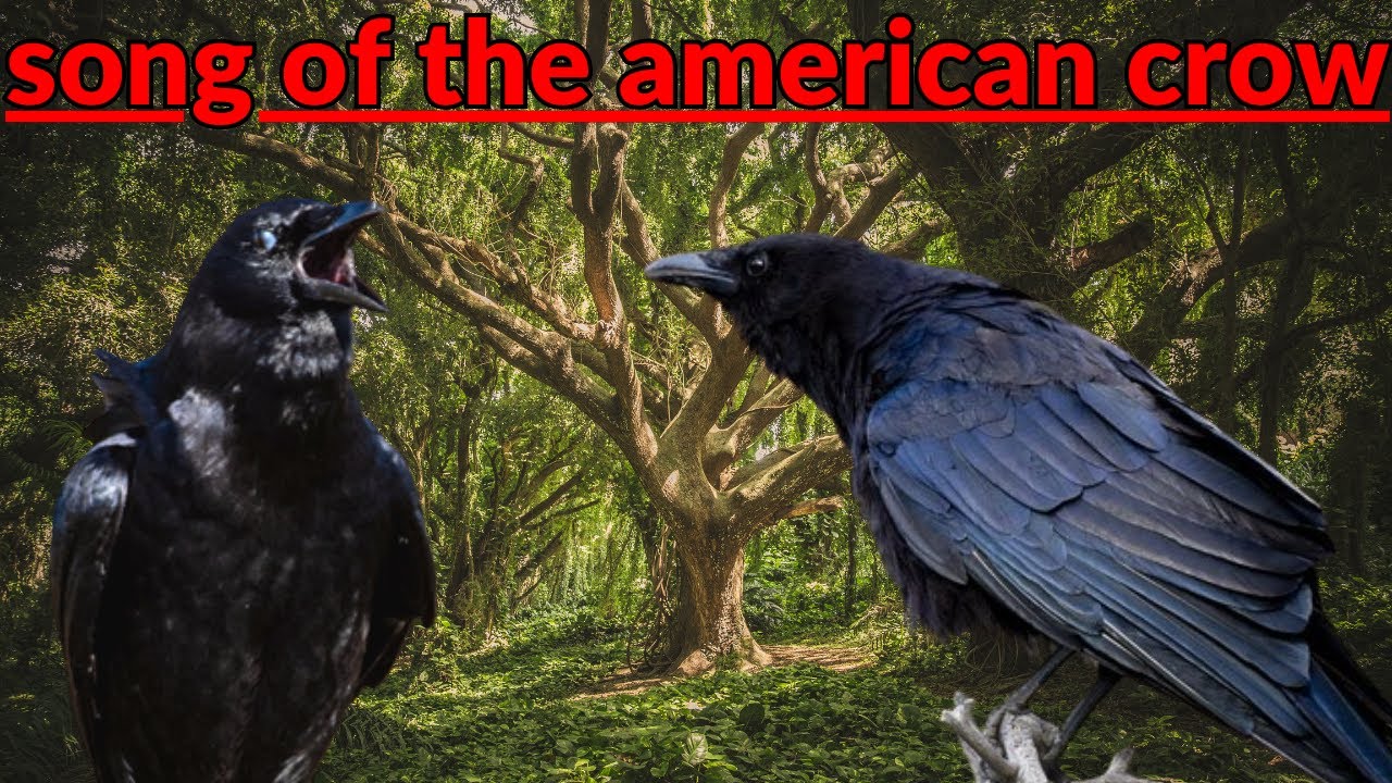 🦜 American Crow 🦜 American crow sound 🦜 Raven Sounds and Pictures - YouTube