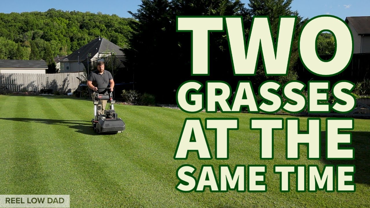 REEL LOW Bermuda and Kentucky Bluegrass For The ULTIMATE Golf Course ...