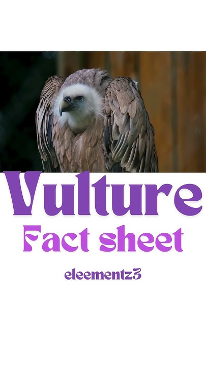 Reading :Vulture Fact sheet :IB curriculum :#pyp - YouTube
