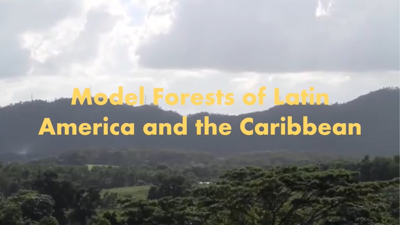 Model Forests of Latin America and the Caribbean - YouTube