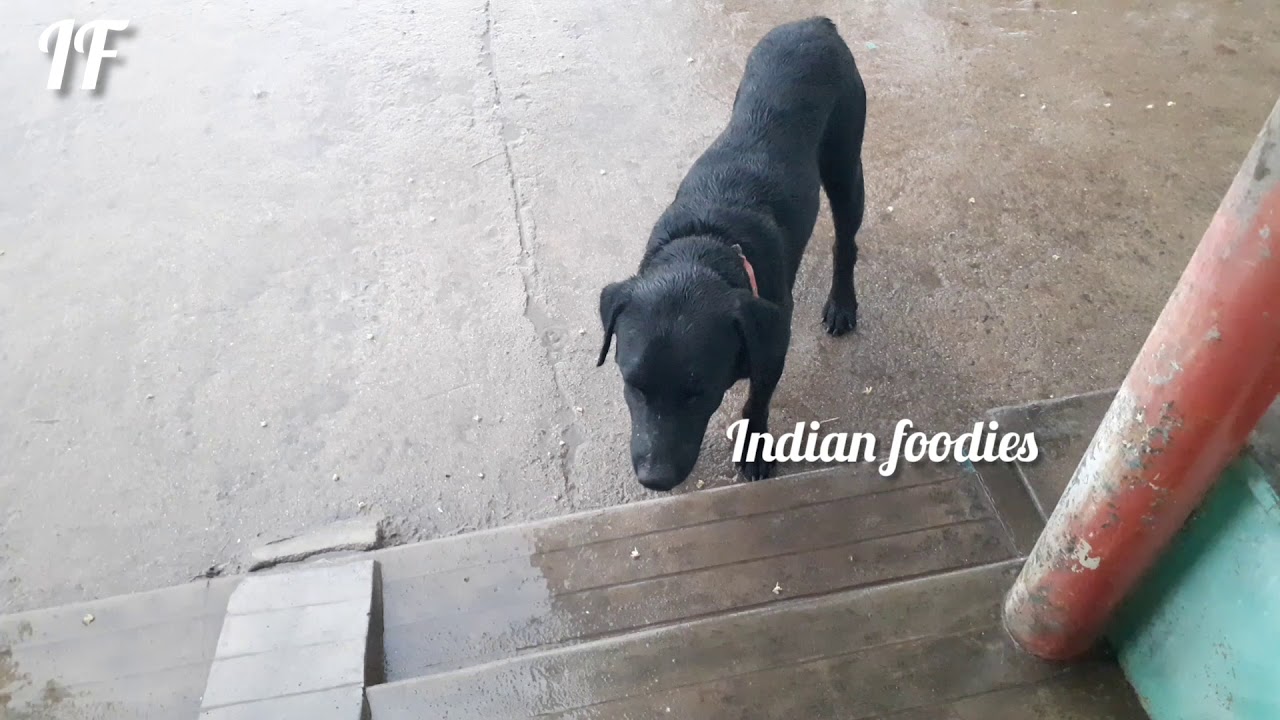 Boy dog mani waiting for girl dog friend - YouTube