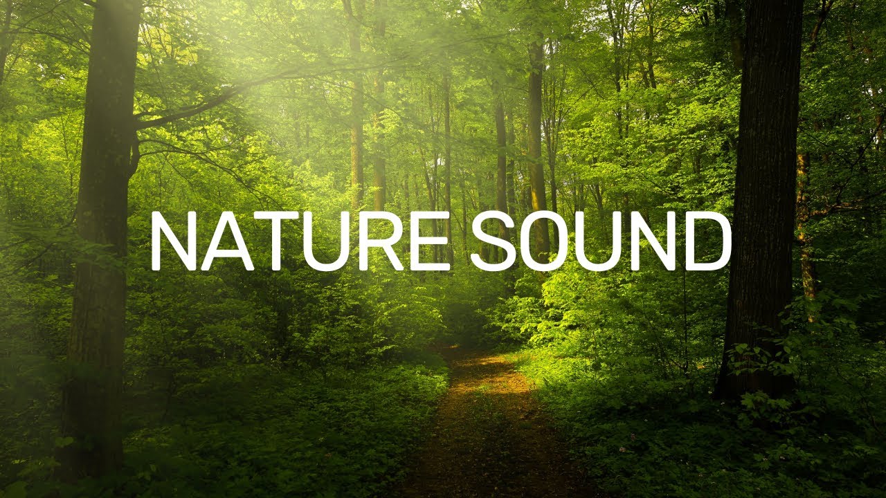 Nature sounds- Forest-Jungle - YouTube