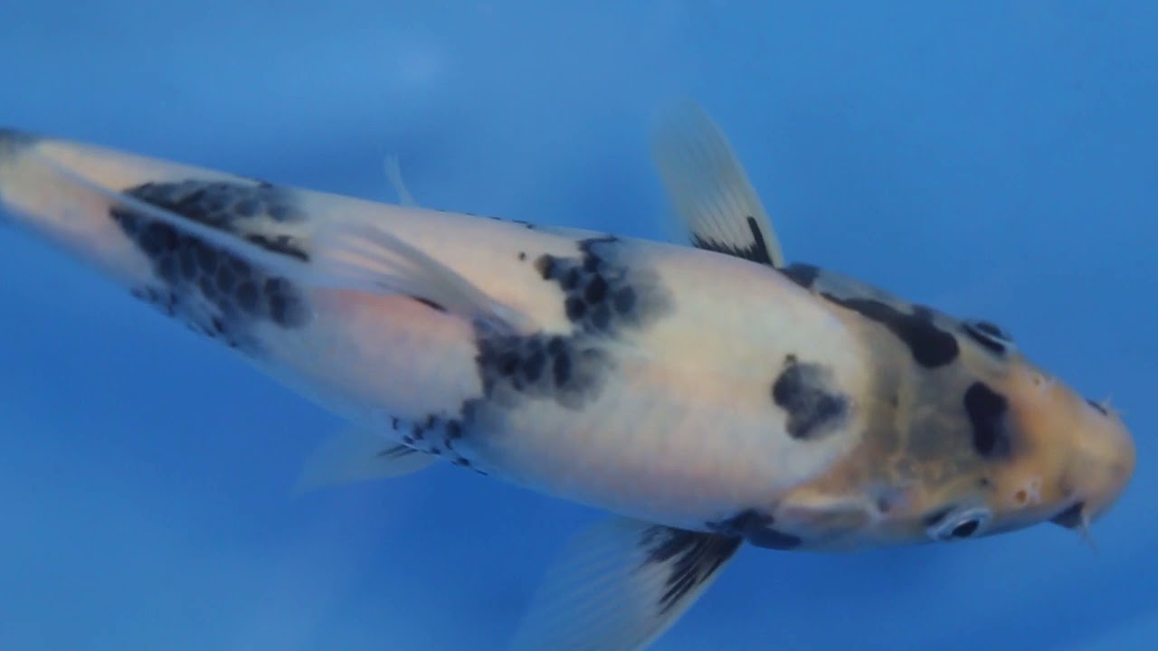 Shiro Utsuri 27cm Omosako Koi Farm Bloodline X-1 - YouTube