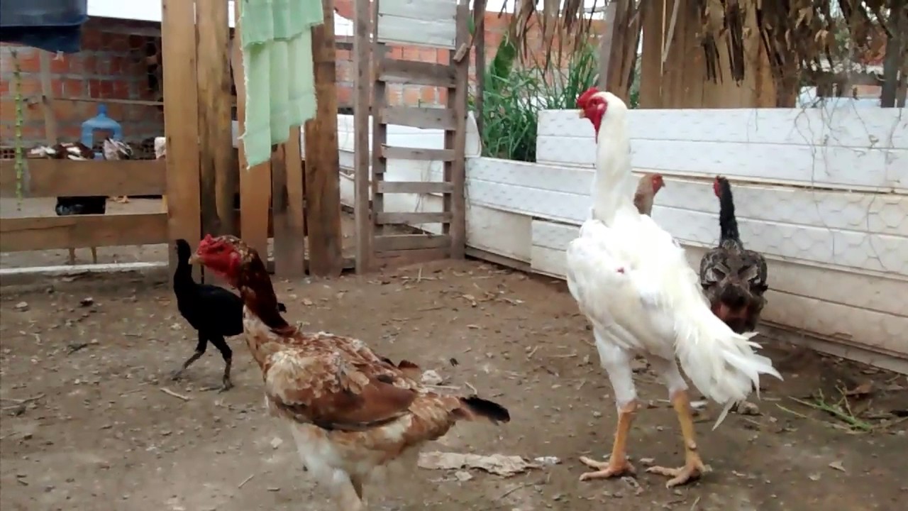 Galo índio gigante Criatório Jardim do índio gigante - YouTube