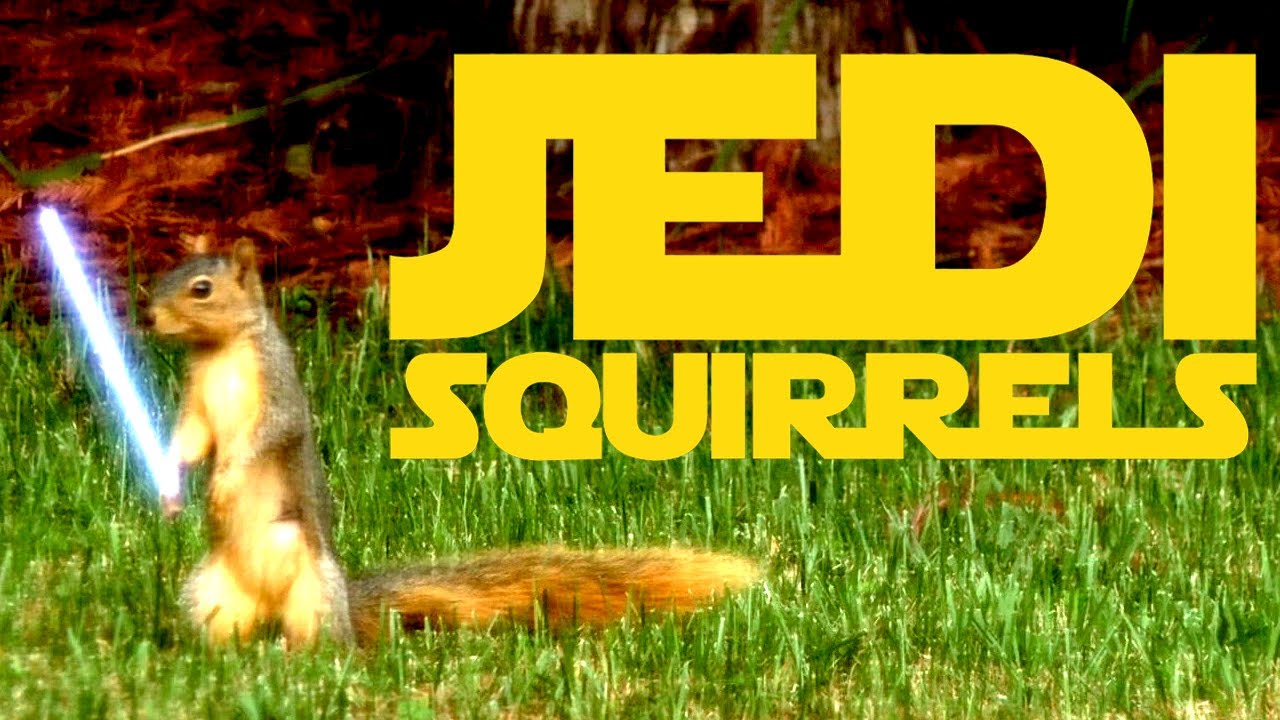 Jedi Squirrels - YouTube