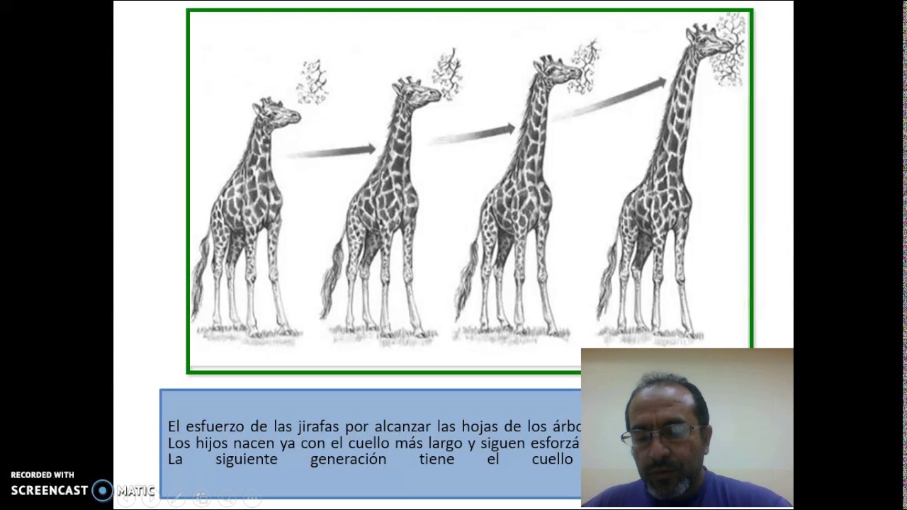 ADAPTACIÓN Y EVOLUCIÓN - YouTube