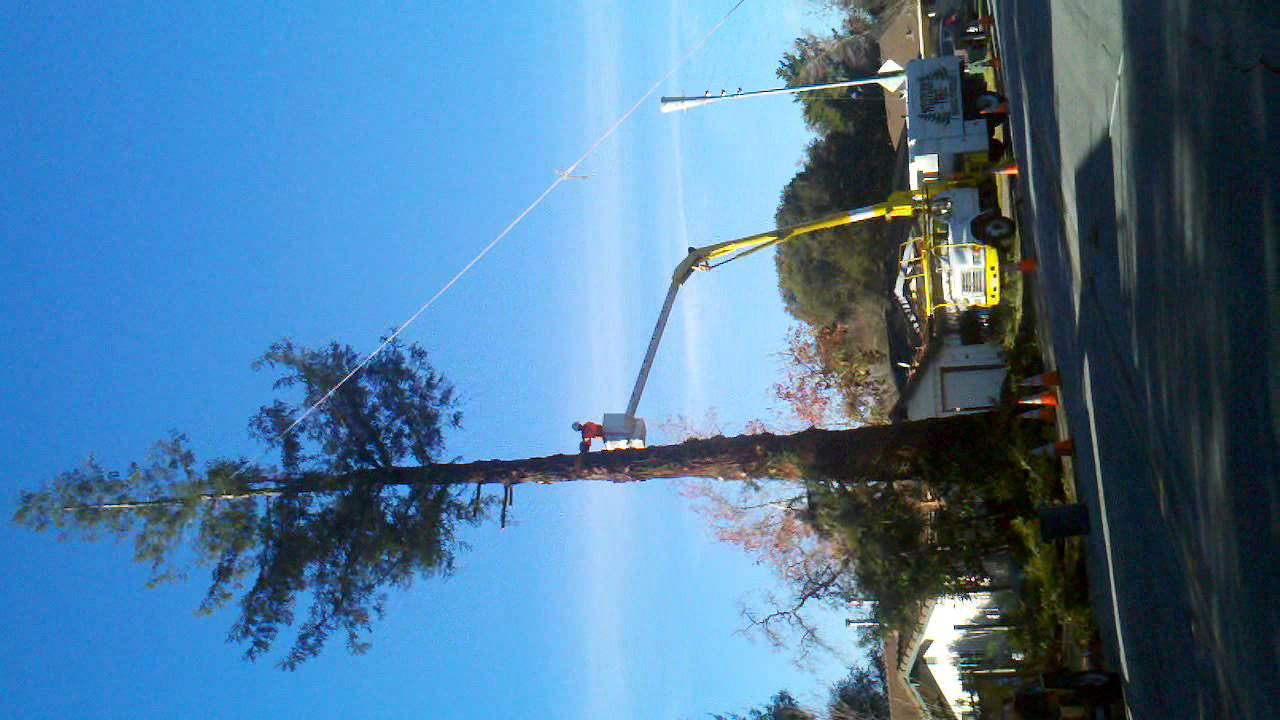 Topping the redwood tree - YouTube