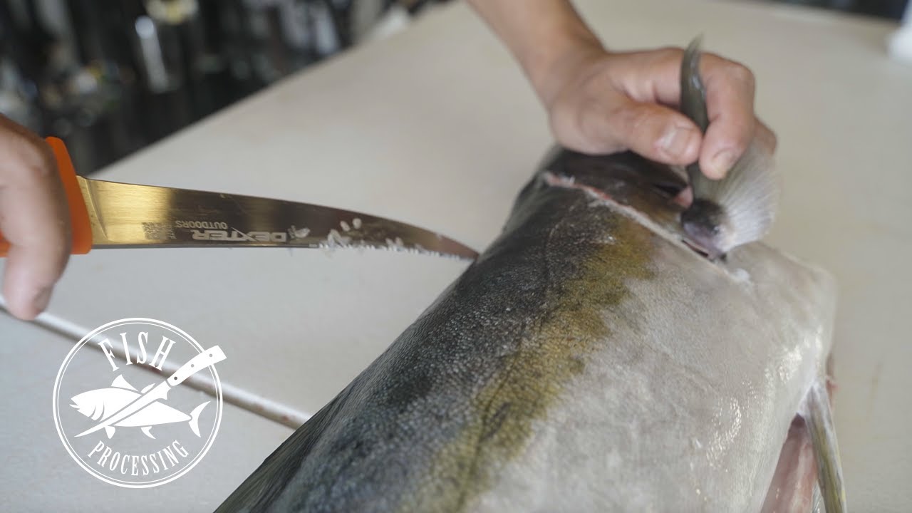 How-to: Filet a California Yellowtail - YouTube