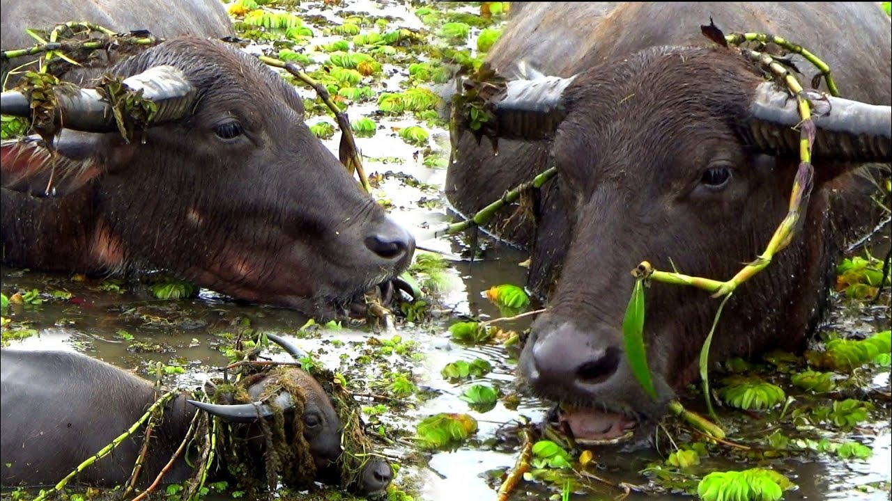 GEMBALA RATUSAN KERBAU RAWA DI SUNGAI INDONESIA - YouTube