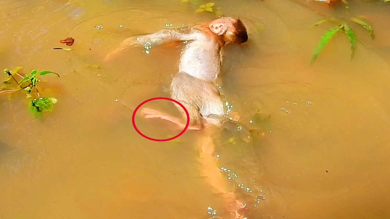 Adorable BB learn to swim herself in shallow water, Young BB test her ...