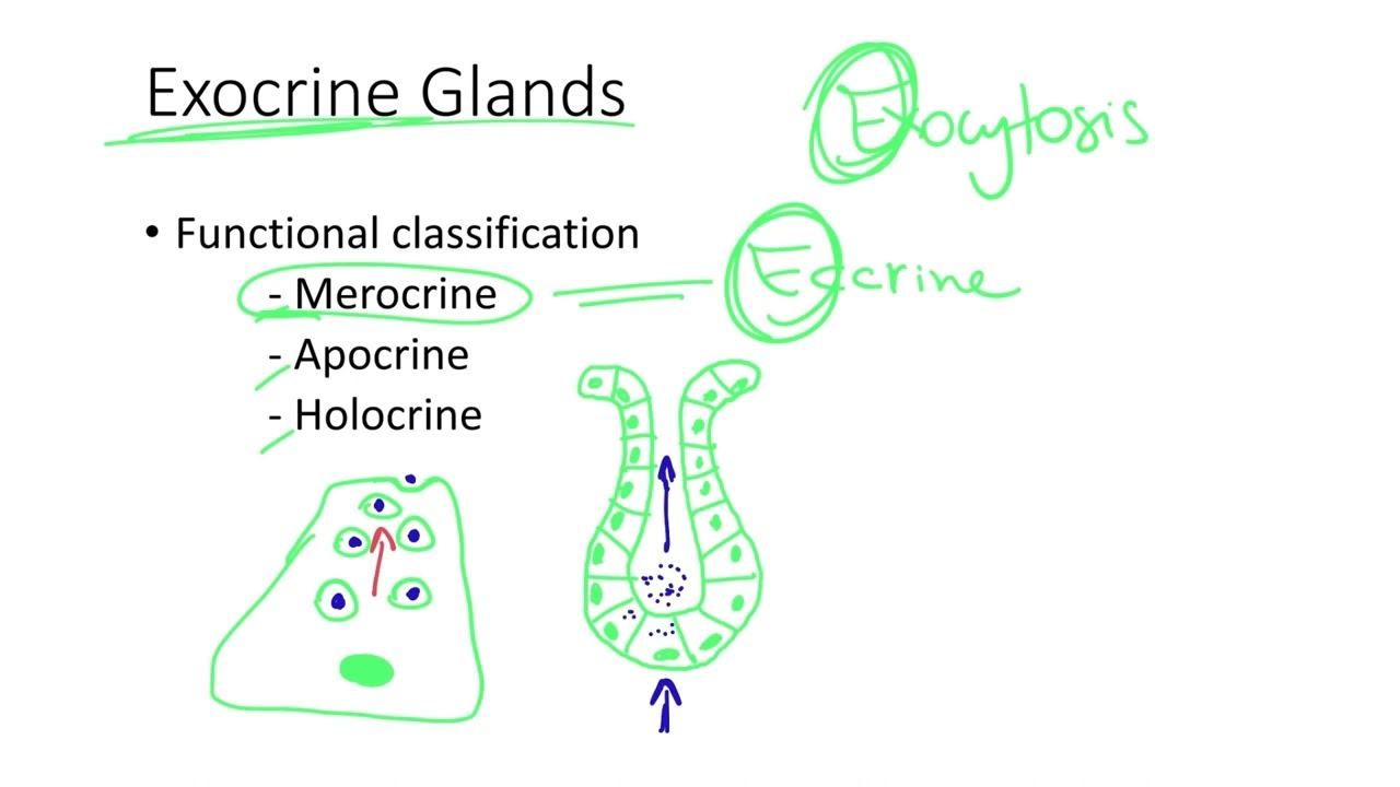 Dr. Benaduce: Exocrine Gland Functional Classification (Tissues Lecture ...