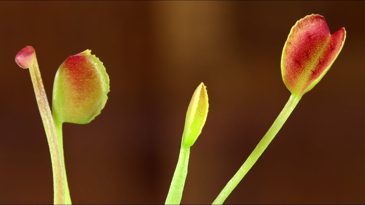 Dionaea muscipula Korean Melody Shark (Venus Flytrap) - YouTube