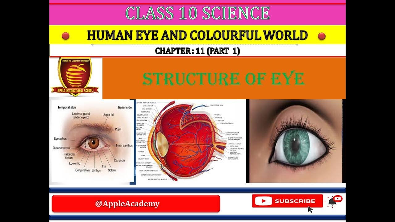 CLASS 10 SCI CH 11 HUMAN EYE AND COLOURFUL WORLD PART 1 - YouTube