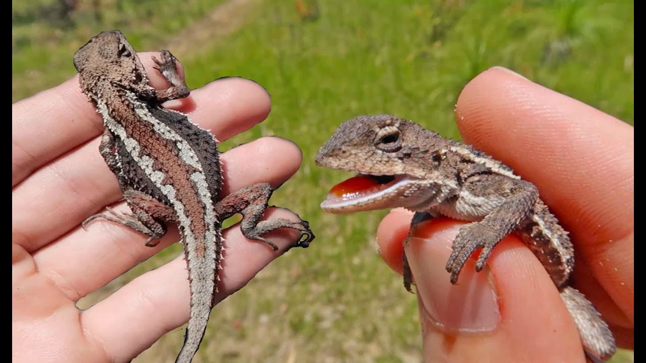Wild Australian Mountain Dragons - YouTube