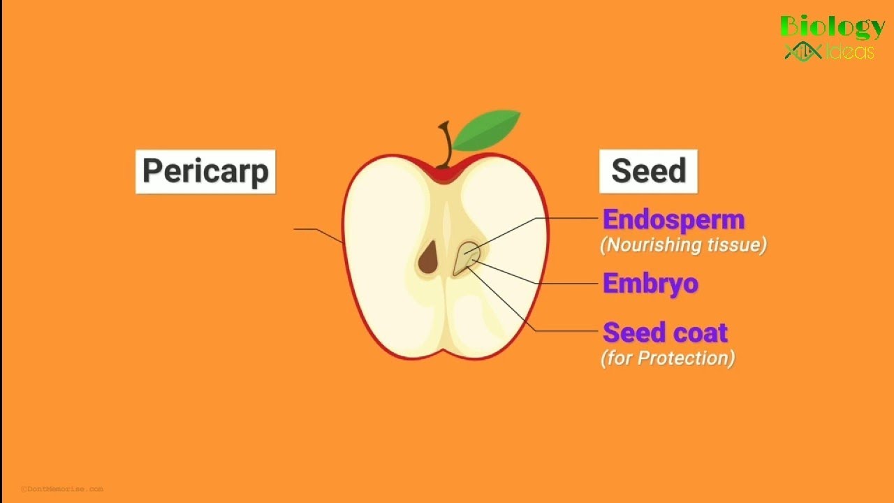 Fruit Definition Types And Example Biologyideas YouTube Fruit Definition Types And Example Biologyideas YouTube