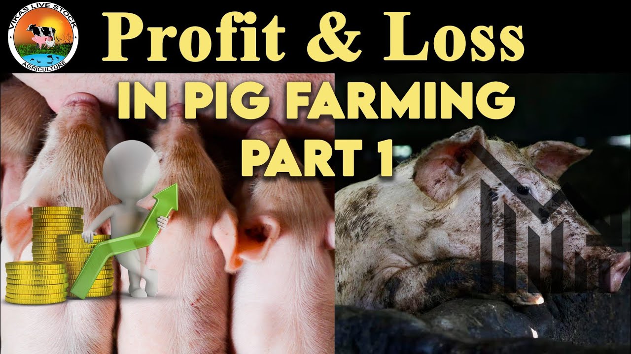 Profit And Loss in Pig Farming part-1 | Vikas Live Stock Saharanpur ...