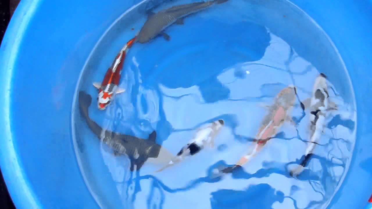 Ogata Tategoi tossai show kwaliteit - YouTube