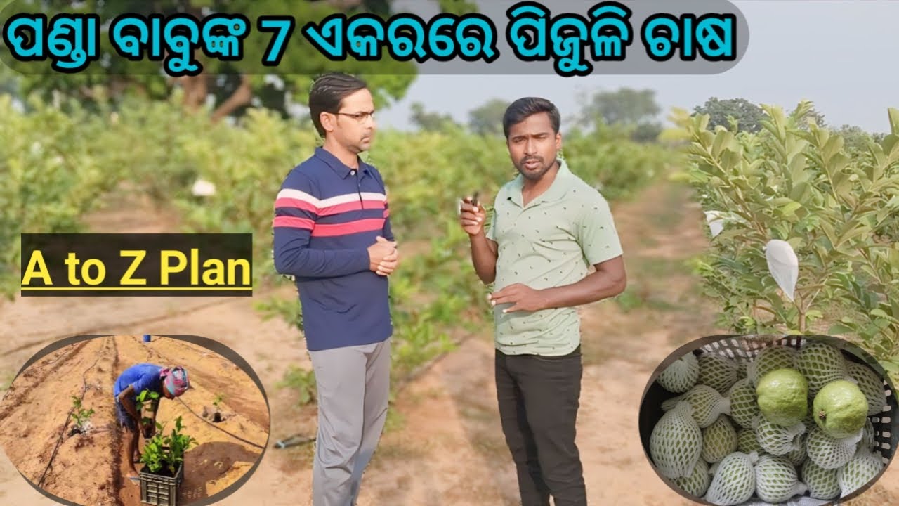 ଗଞ୍ଜାମ ଜିଲ୍ଲାର ପଣ୍ଡା ବାବୁଙ୍କ ପିଜୁଳି ଚାଷ କରିବାର Technique . Pijuli ...