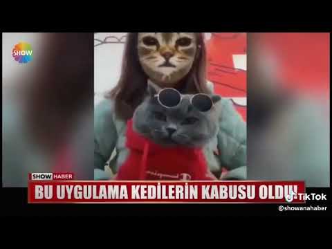 Kediler neler yaptı