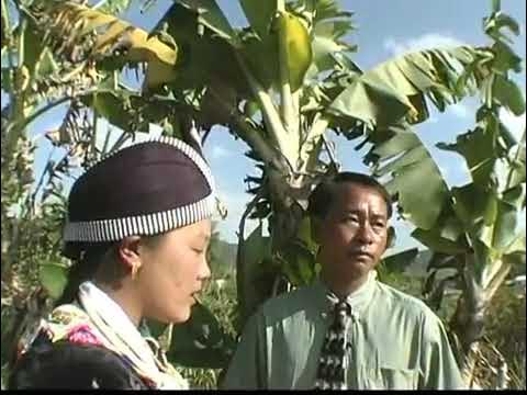 2 /26/25 Kwv txhiaj Sib Lwv Nkauj nraug Tsis Sib Tau Vol1/ 3 Final Pob Tsuas Lis & Diav Lauj ...