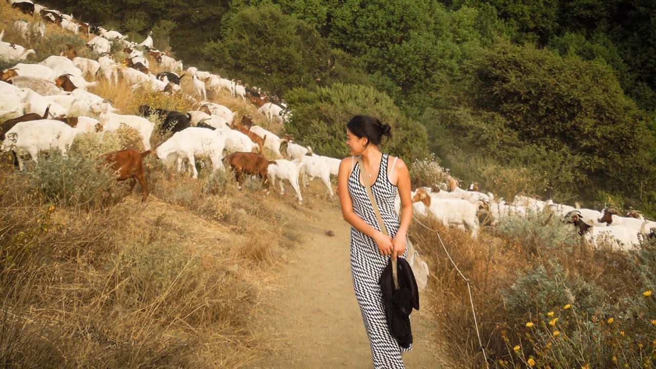 saw some good-luck goats | being the only child for a wknd (2/2) - YouTube