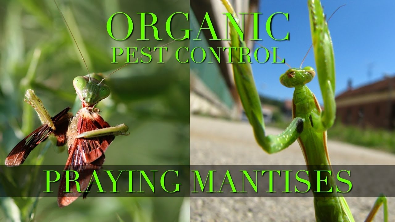 How to protect your vegetable garden using Praying Mantises - YouTube