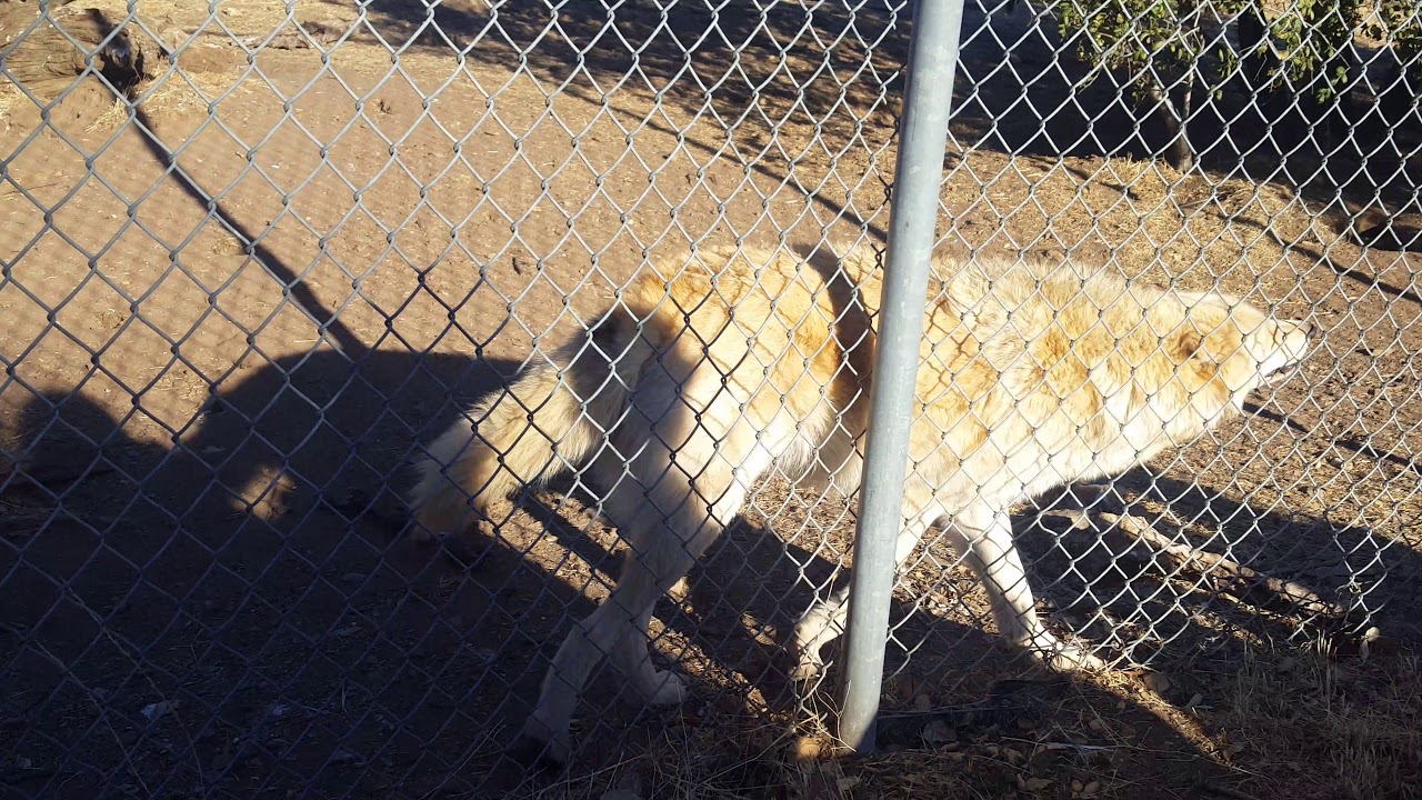 Julian wolf sanctuary dec 30 2017 - YouTube