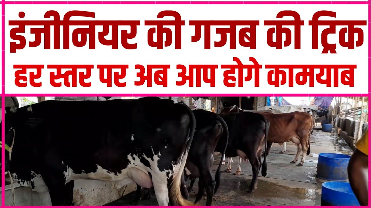 फार्म की शुरुआत बड़े स्तर से करे या छोटे से/hf cross cow price/hf cross ...