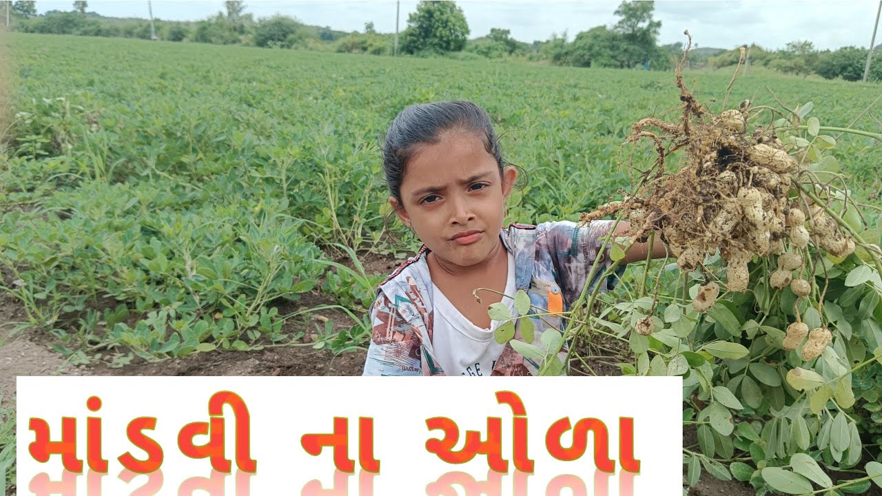 magfali kheti gujrati🌾🌱 | માંડવી ના ઓળા થઈ ગયા | farming video gujrati ...