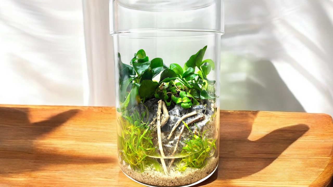 How to build a mini paludarium | POT MARU DOOA | Satisfying and ...