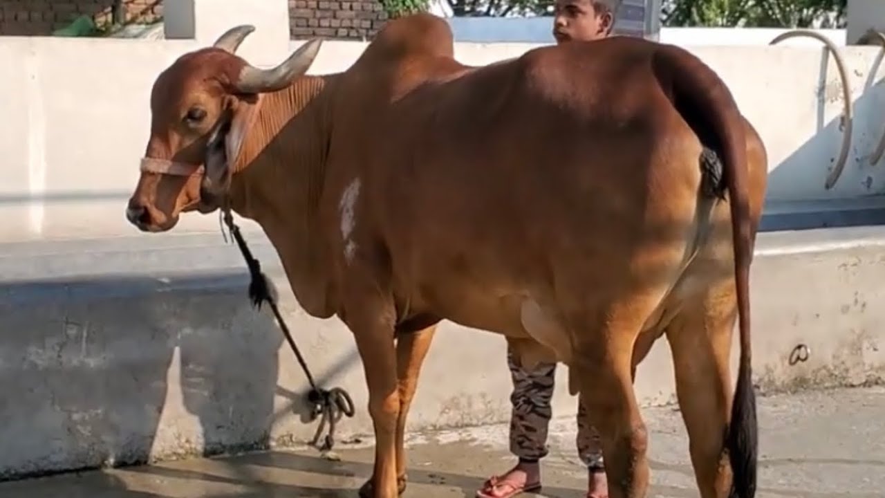 Gir cow for sale in Haryana. District-Kaithal - YouTube