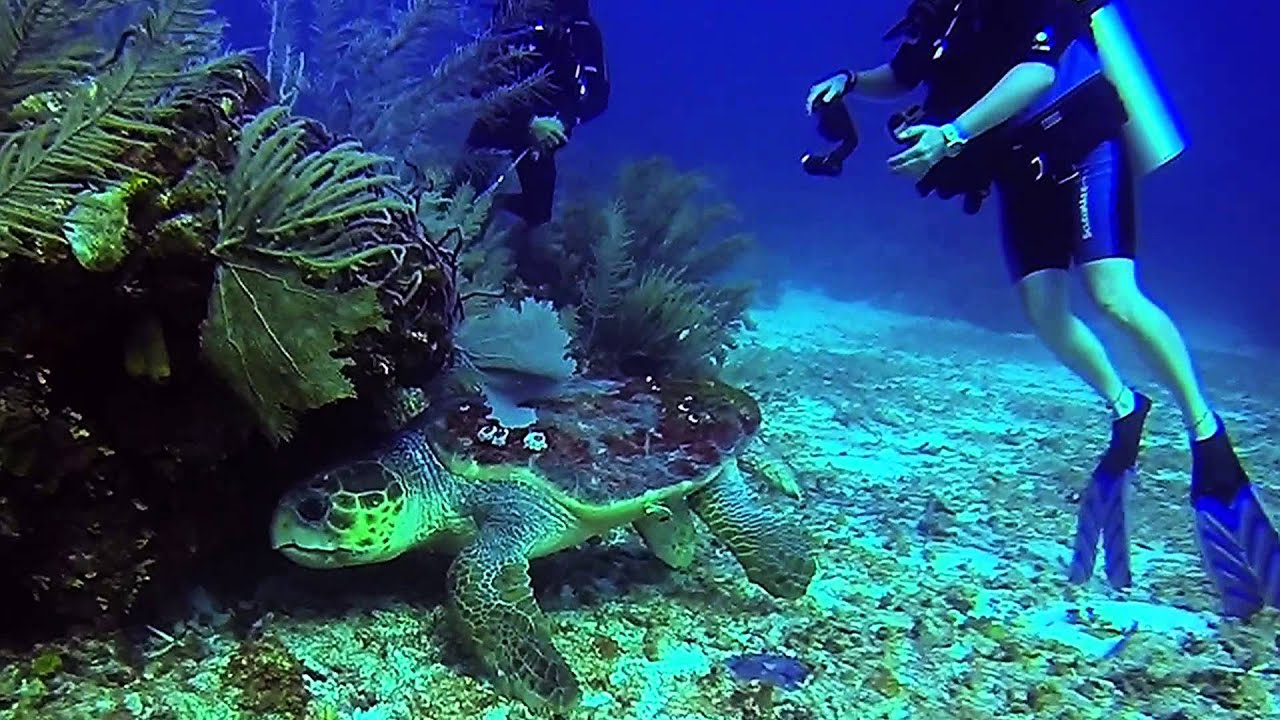 Divers Help A Loggerhead Get A Conch - YouTube