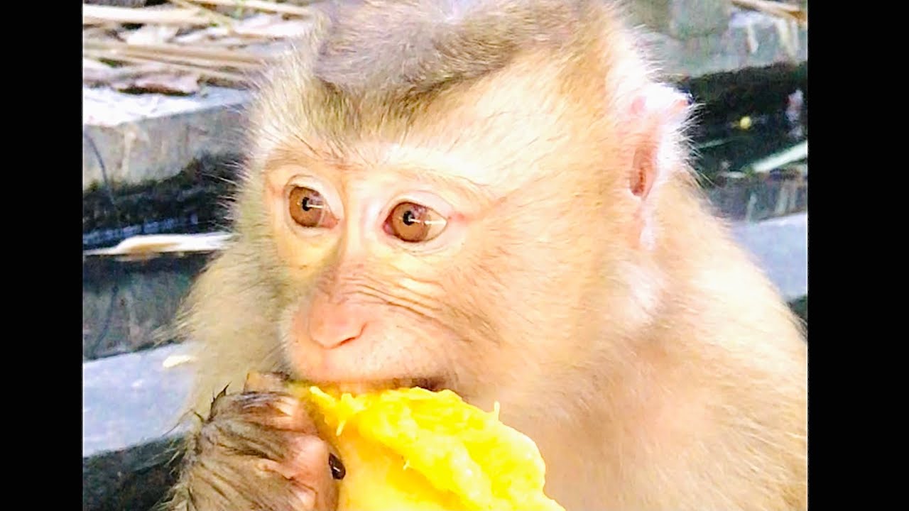Funny Monkey WANDRON eats mango 🥭 - YouTube