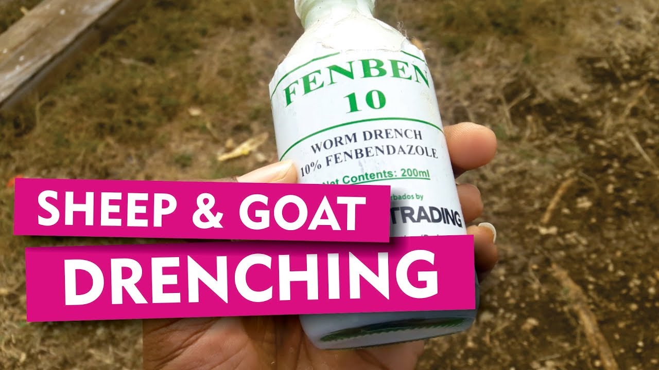 Sheep & Goat Drenching as the Vet instructed - YouTube
