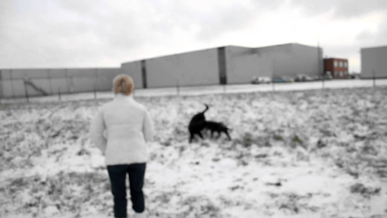 Dirk , Sam en Moos in de sneeuw - YouTube