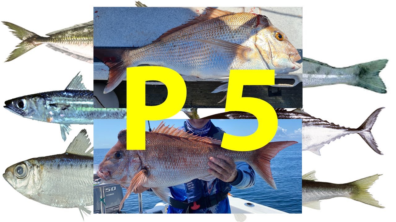 How to Catch More/Bigger Fish - P5 Recognising Live Bait - YouTube